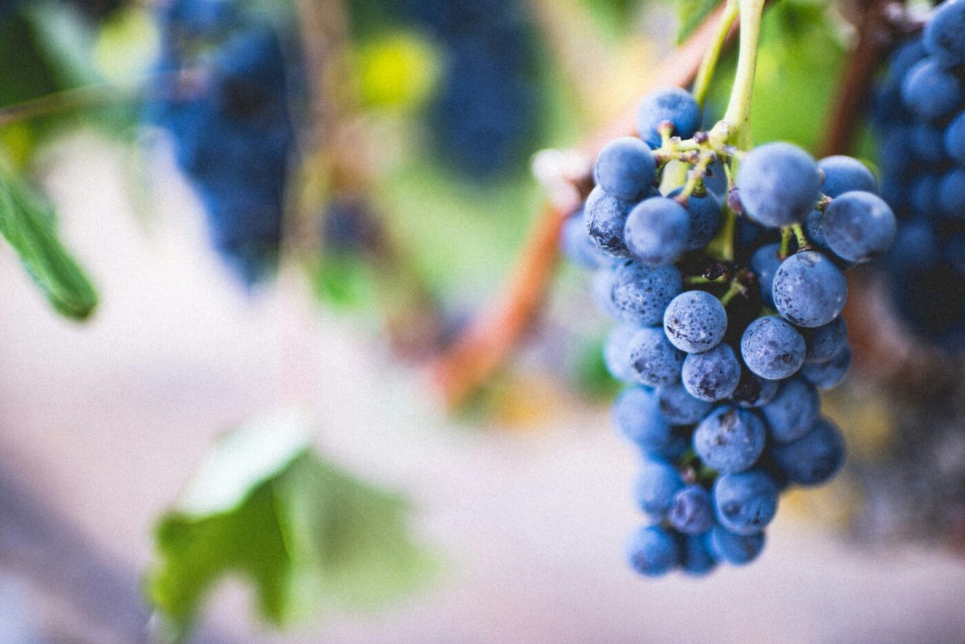 Douro-dalen - Orient Tours